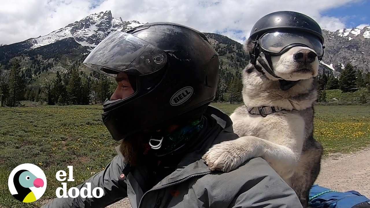 Es necesario usar un casco para tu perro al montar en moto